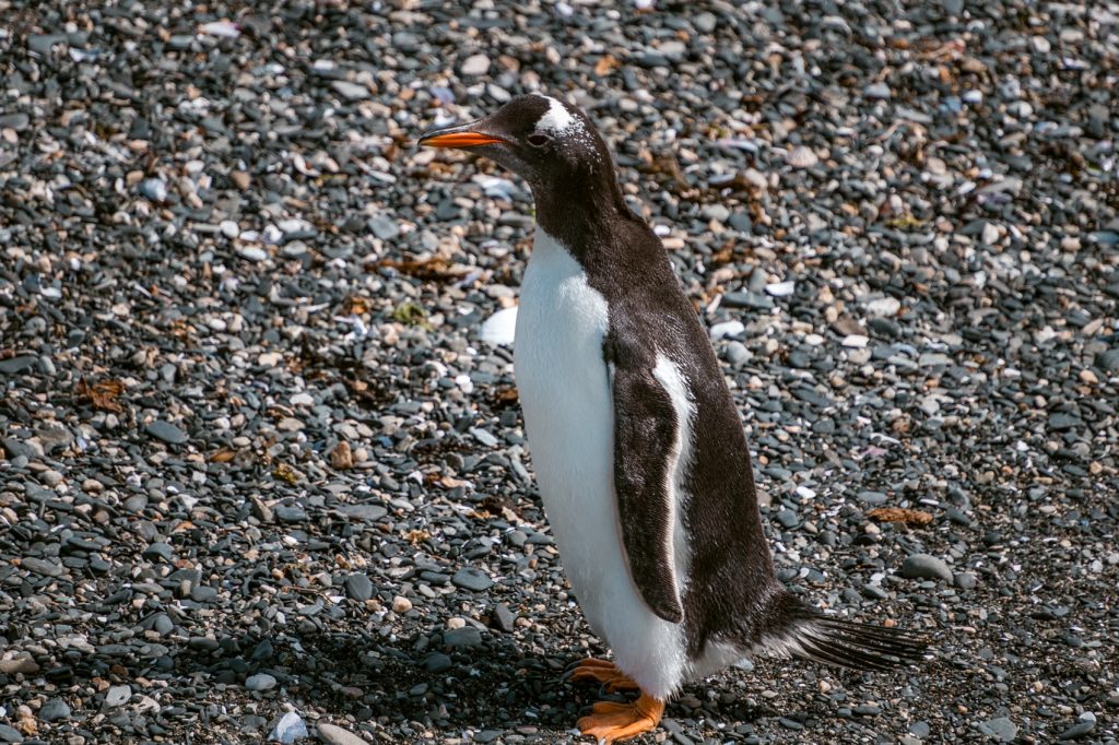 De ultieme Patagonië roadtrip // route Argentinië & Chili - reisblog